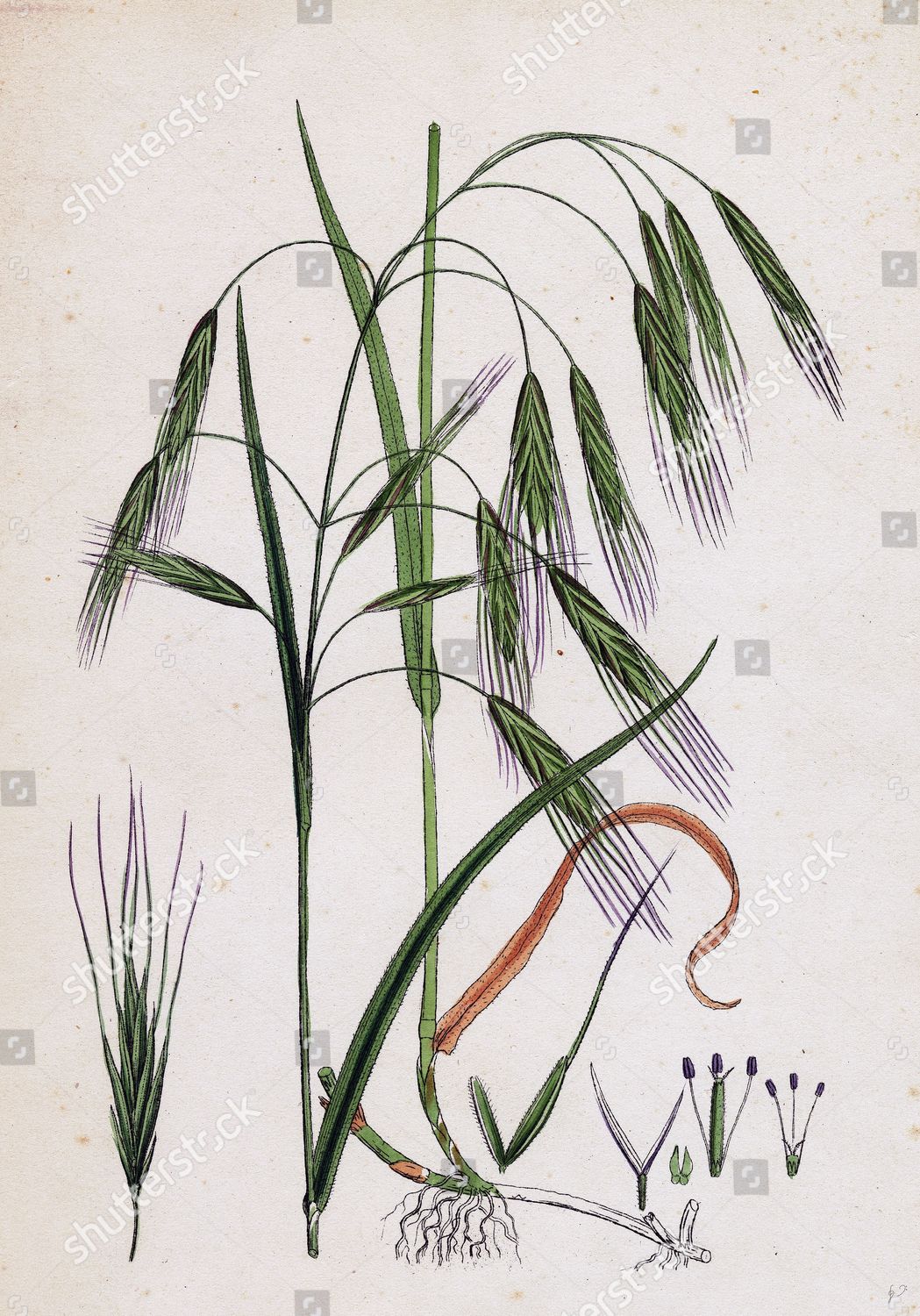 Bromus Sterilis Barren Bromegrass Editorial Stock Photo - Stock Image ...