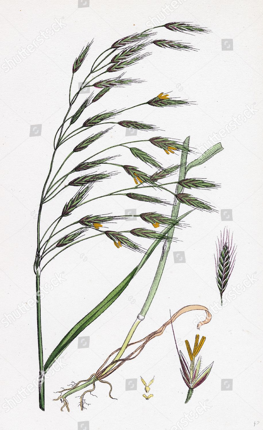 Bromus Arvensis Field Bromegrass Editorial Stock Photo - Stock Image ...