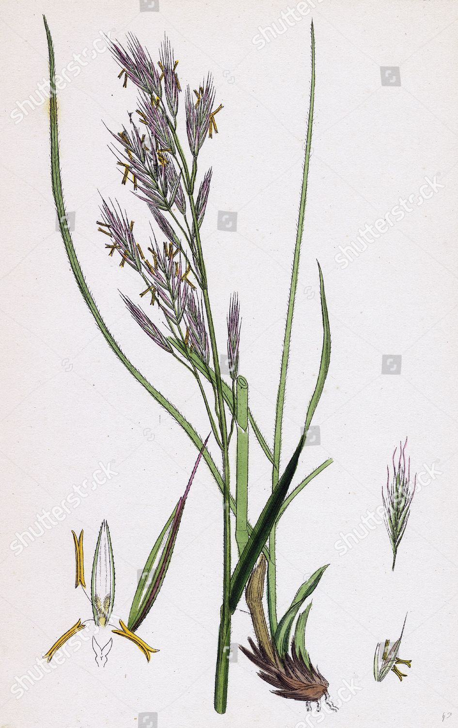 Bromus Erectus Upright Perennial Bromegrass Editorial Stock Photo ...