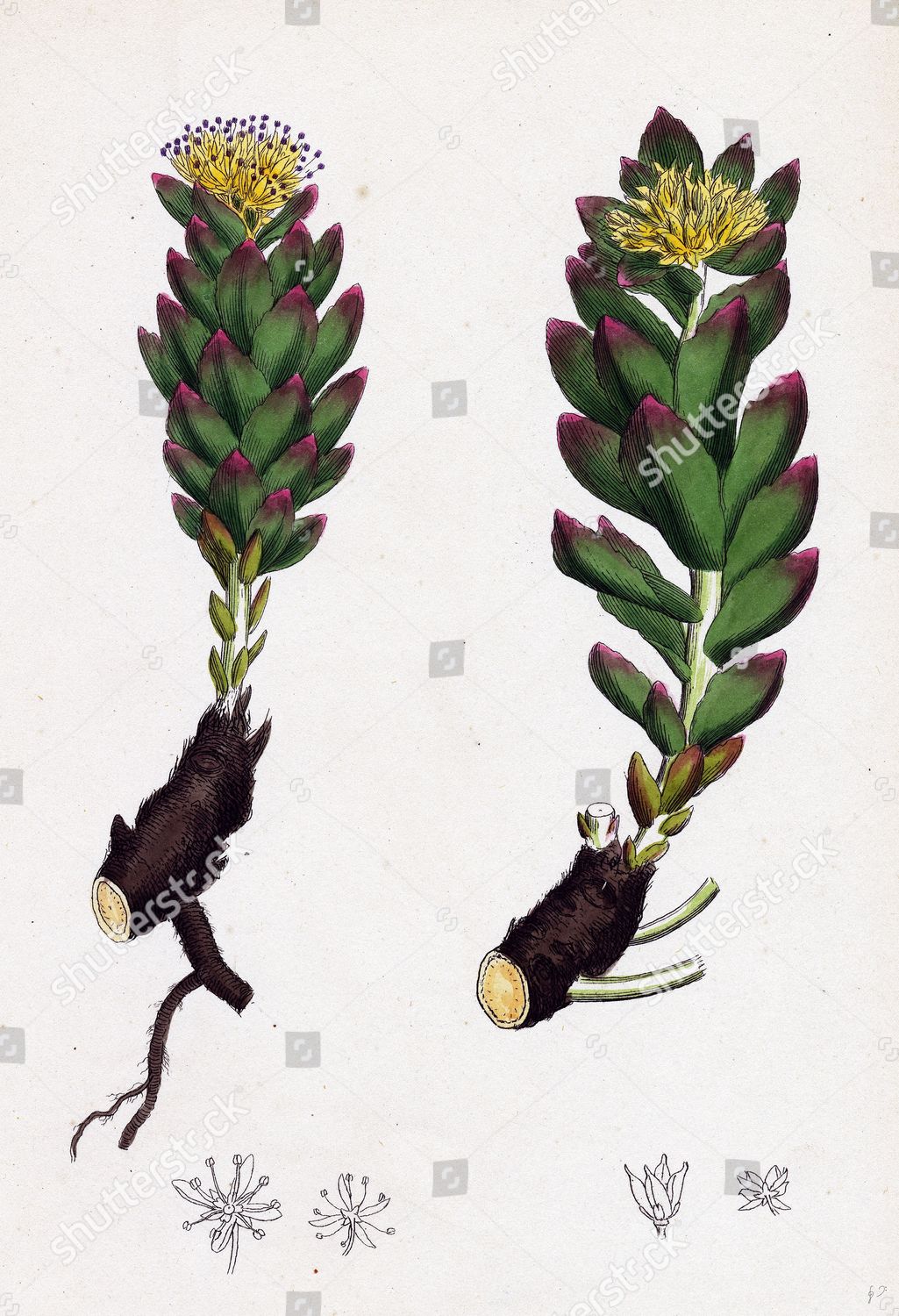 Sedum Rhodiola Roseroot Editorial Stock Photo - Stock Image | Shutterstock