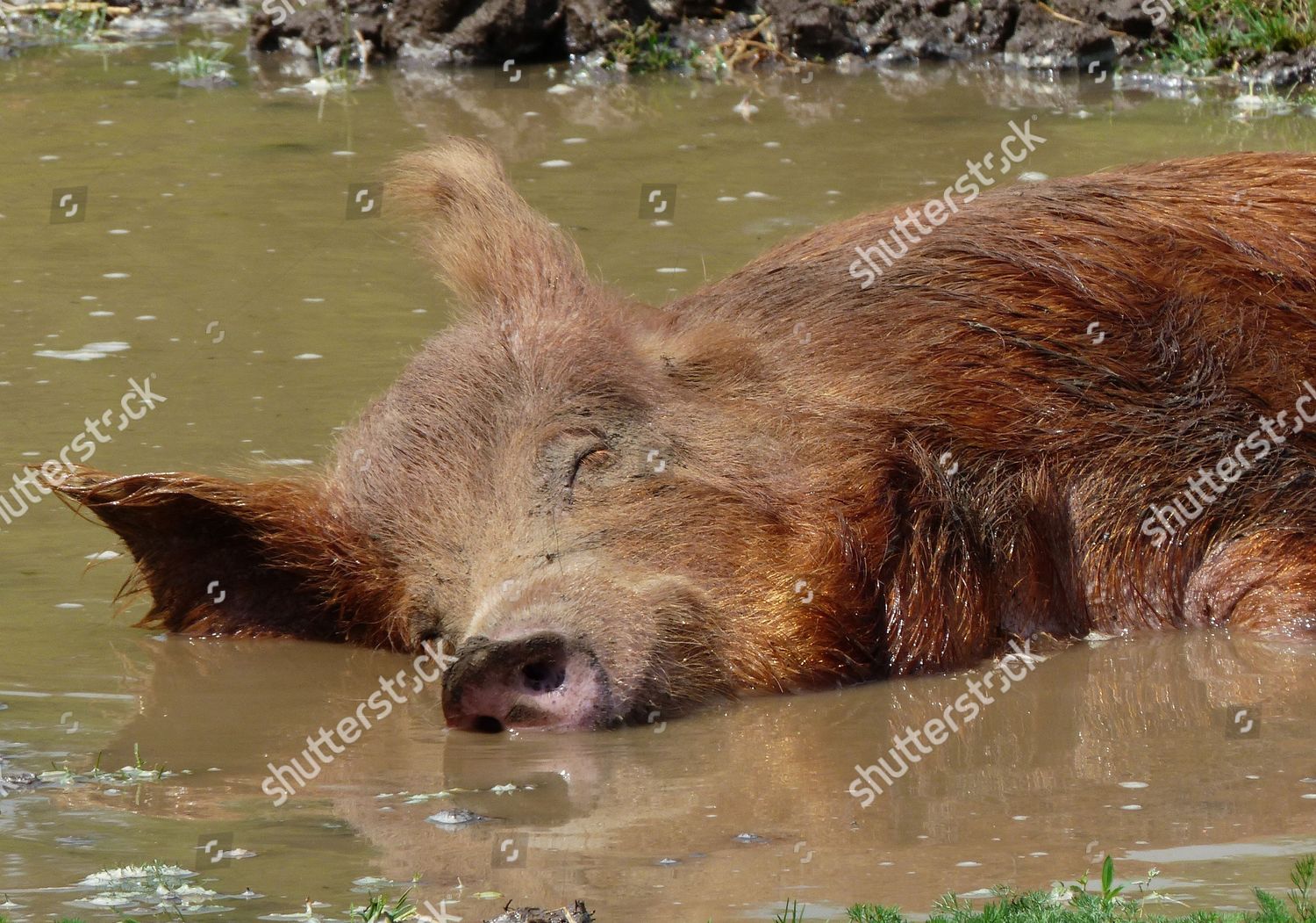 Tamworth Pigs Cool Down Hot Weather Editorial Stock Photo - Stock Image ...