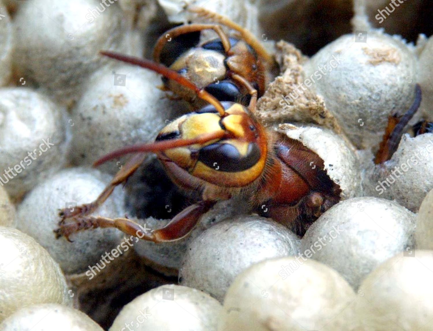 Brand New Hornet Emerges Honeycomb After Editorial Stock Photo - Stock ...
