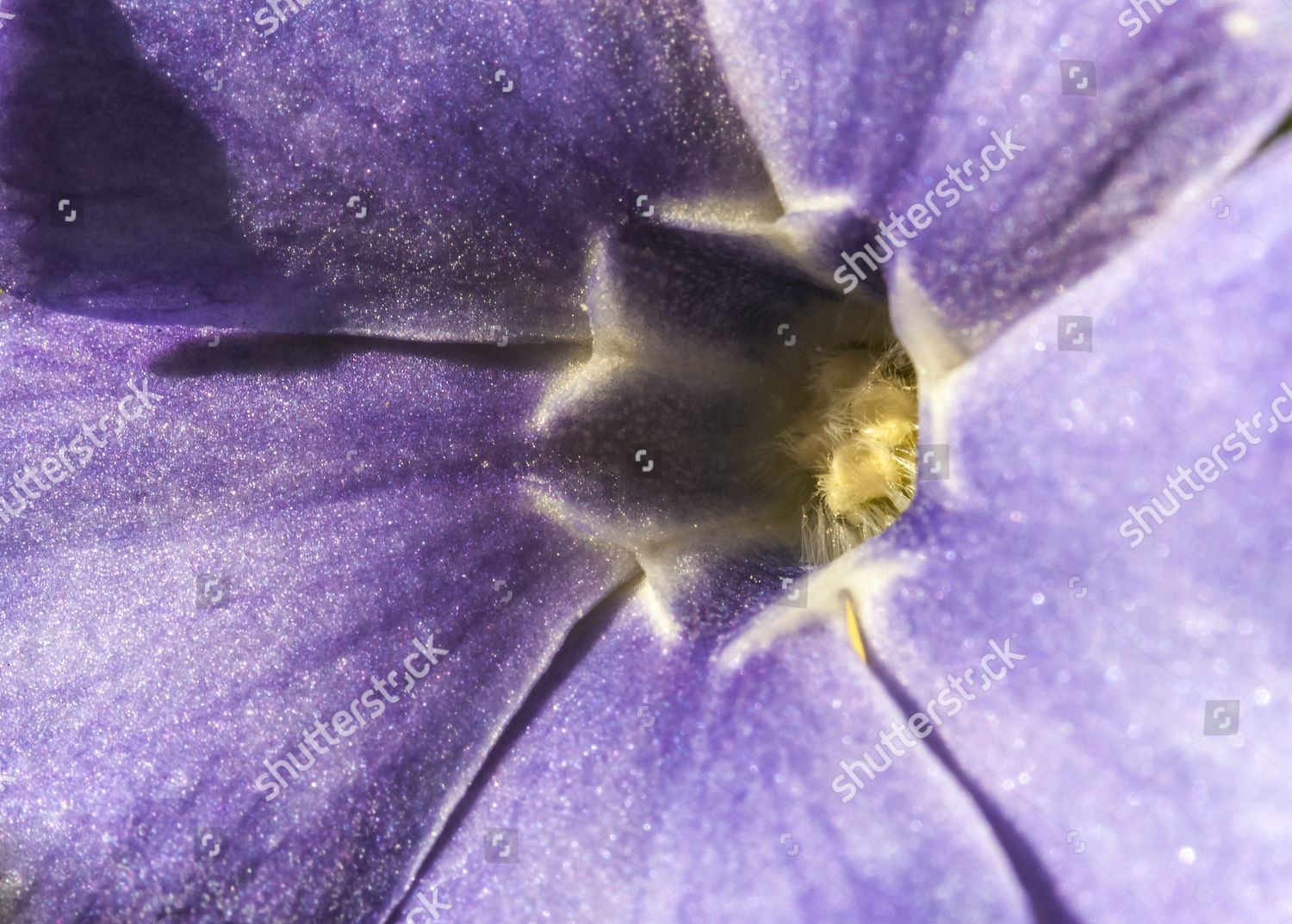 Creeping Myrtle Lesser Periwinkle Vinca Minor Editorial Stock Photo ...
