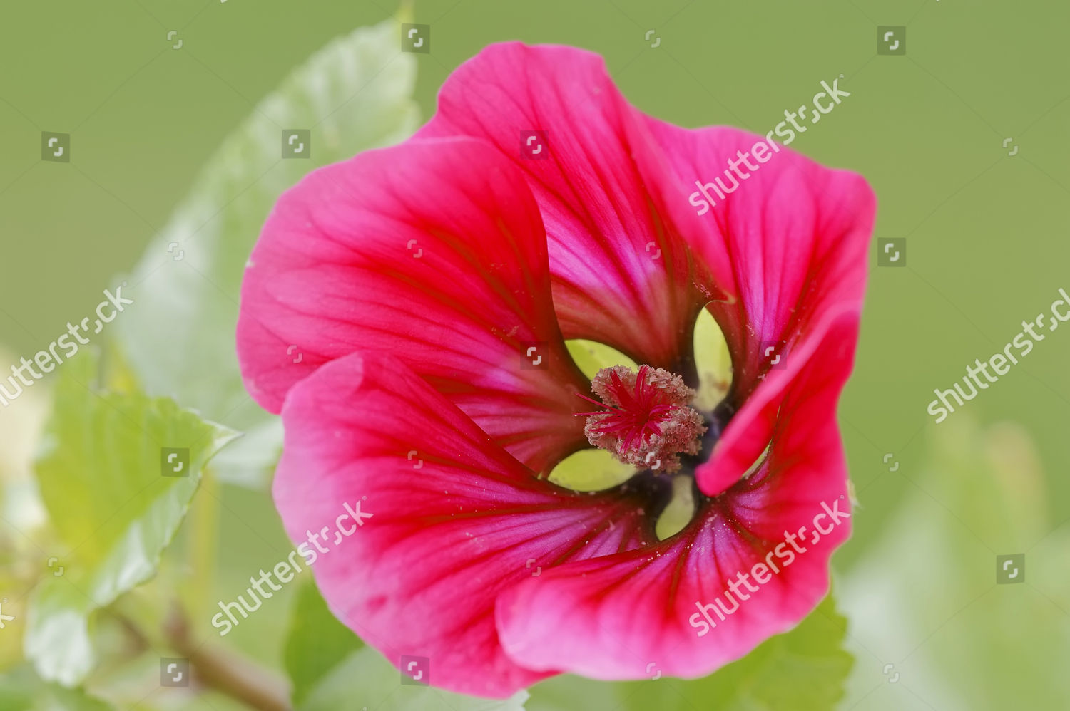 Annual Malope Purple Spanish Mallow Malope Editorial Stock Photo ...