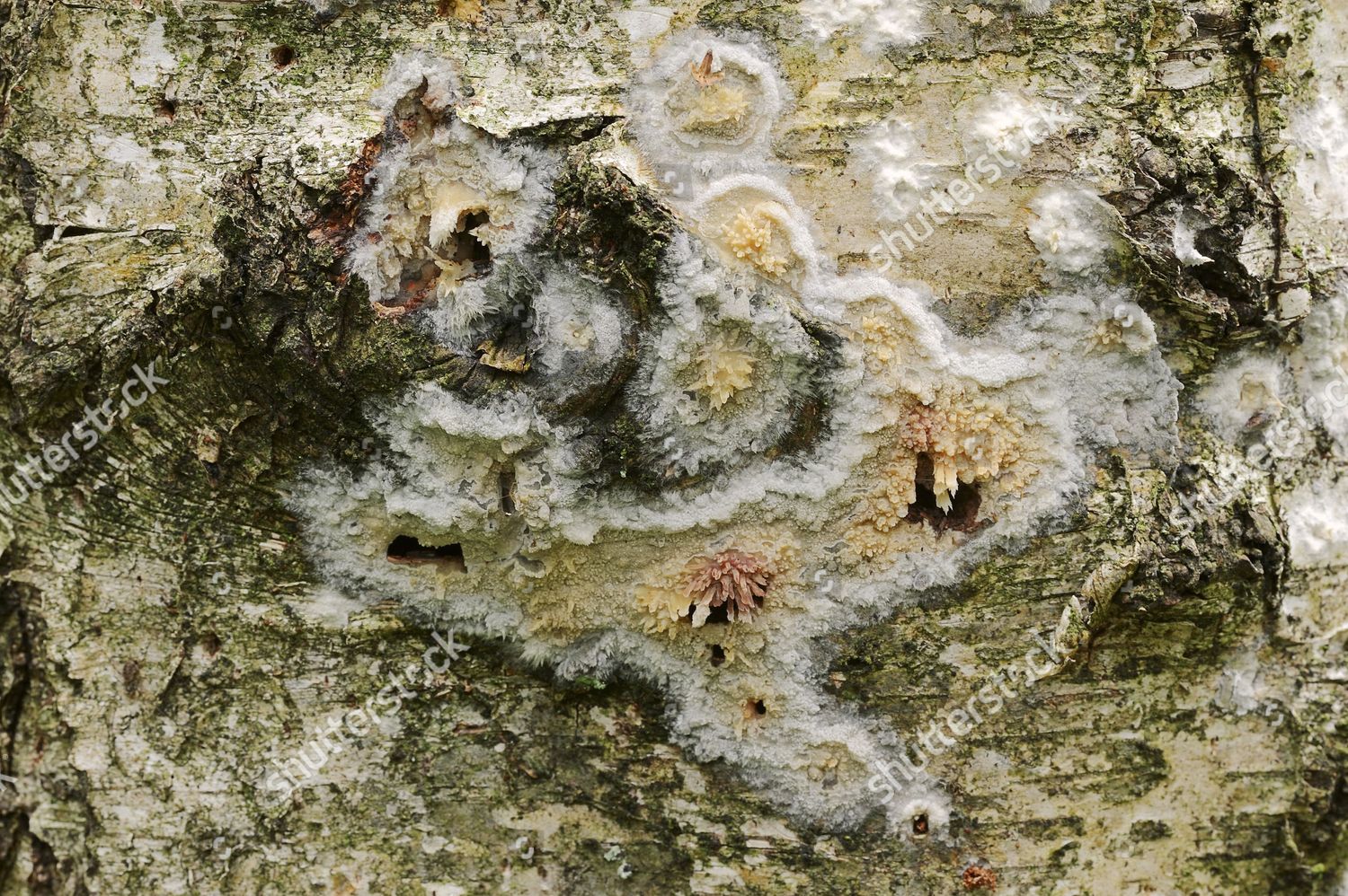 Toothed Crust Hyphoderma Radula North Rhinewestphalia Editorial Stock ...
