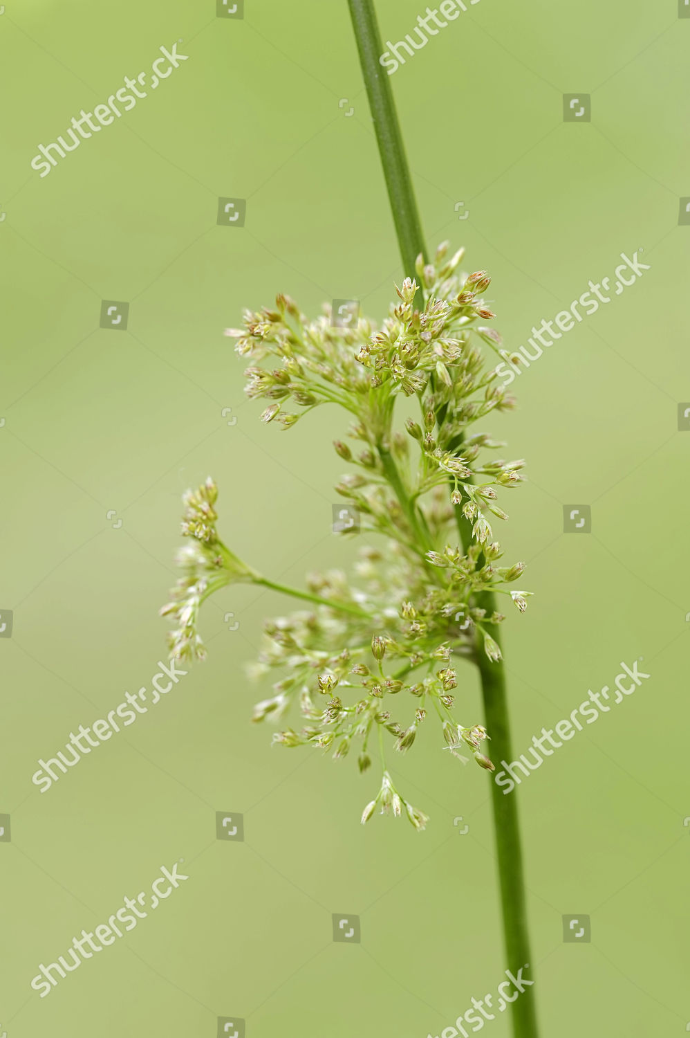Soft Rush Juncus Effusus Flowers North Editorial Stock Photo - Stock ...