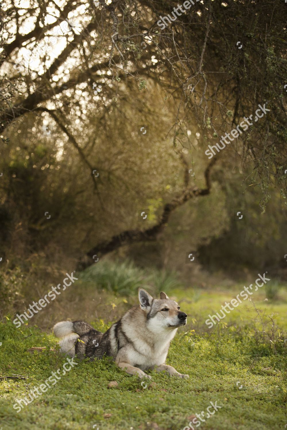 Czechoslovakian Wolfdog 35 Years Male Lying Editorial Stock Photo ...