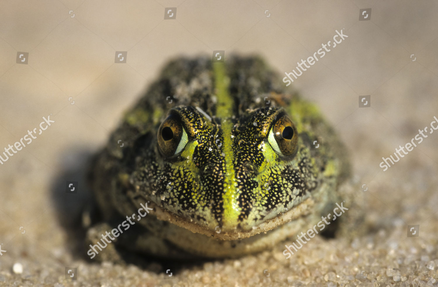 South African Burrowing Frog African Bullfrog Editorial Stock Photo ...