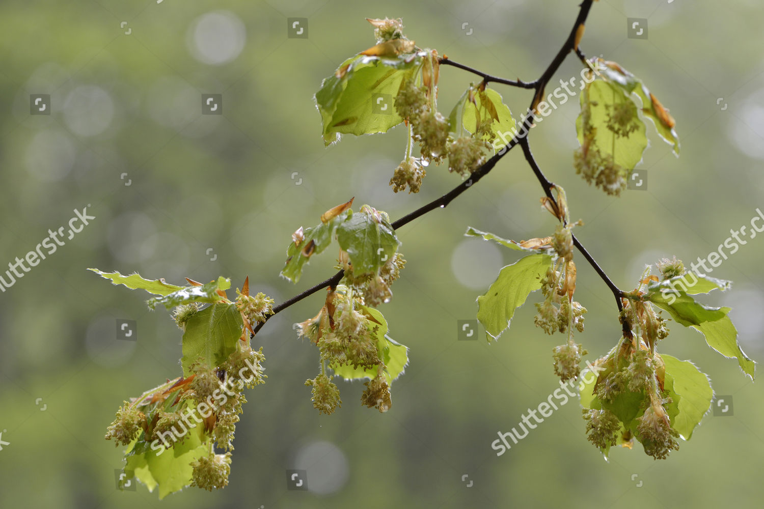 European Beech Common Beech Fagus Sylvatica Editorial Stock Photo ...