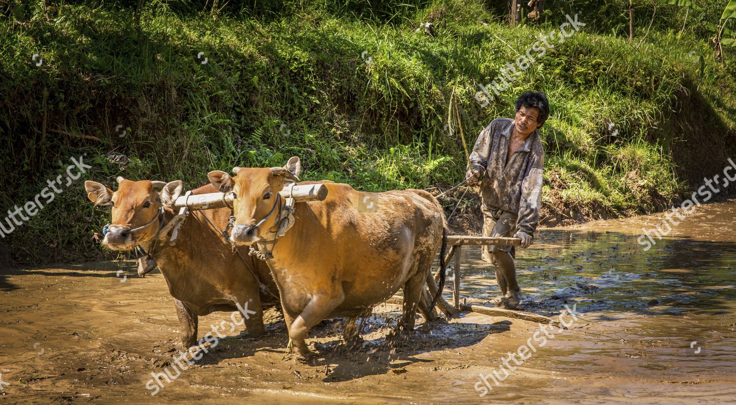 Farmer Ploughing Rice Paddy Water Buffaloes Editorial Stock Photo ...