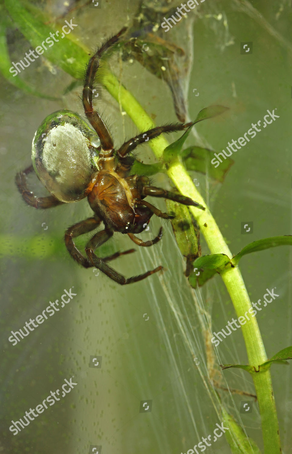 Water Spider Diving Bell Spider Argyroneta Editorial Stock Photo ...