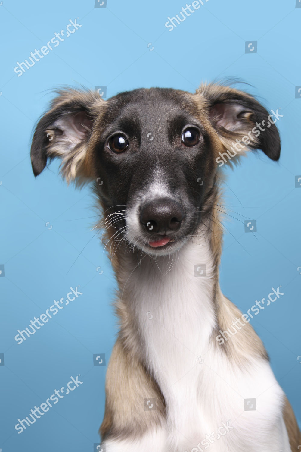 Silken Windsprite Young Dog Portrait Editorial Stock Photo - Stock ...