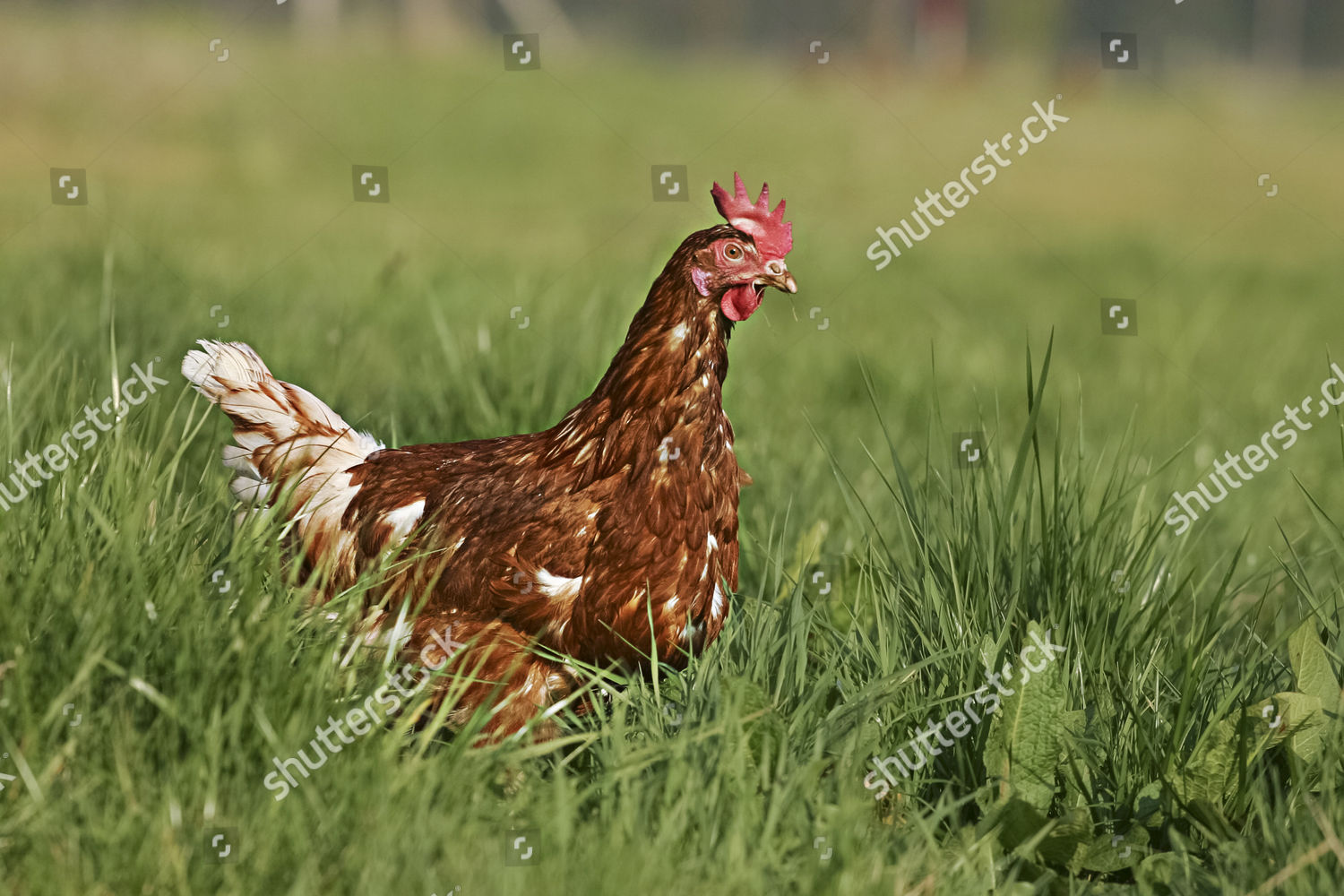 Domestic Chicken Brown Laying Hen Lohmann Editorial Stock Photo - Stock ...