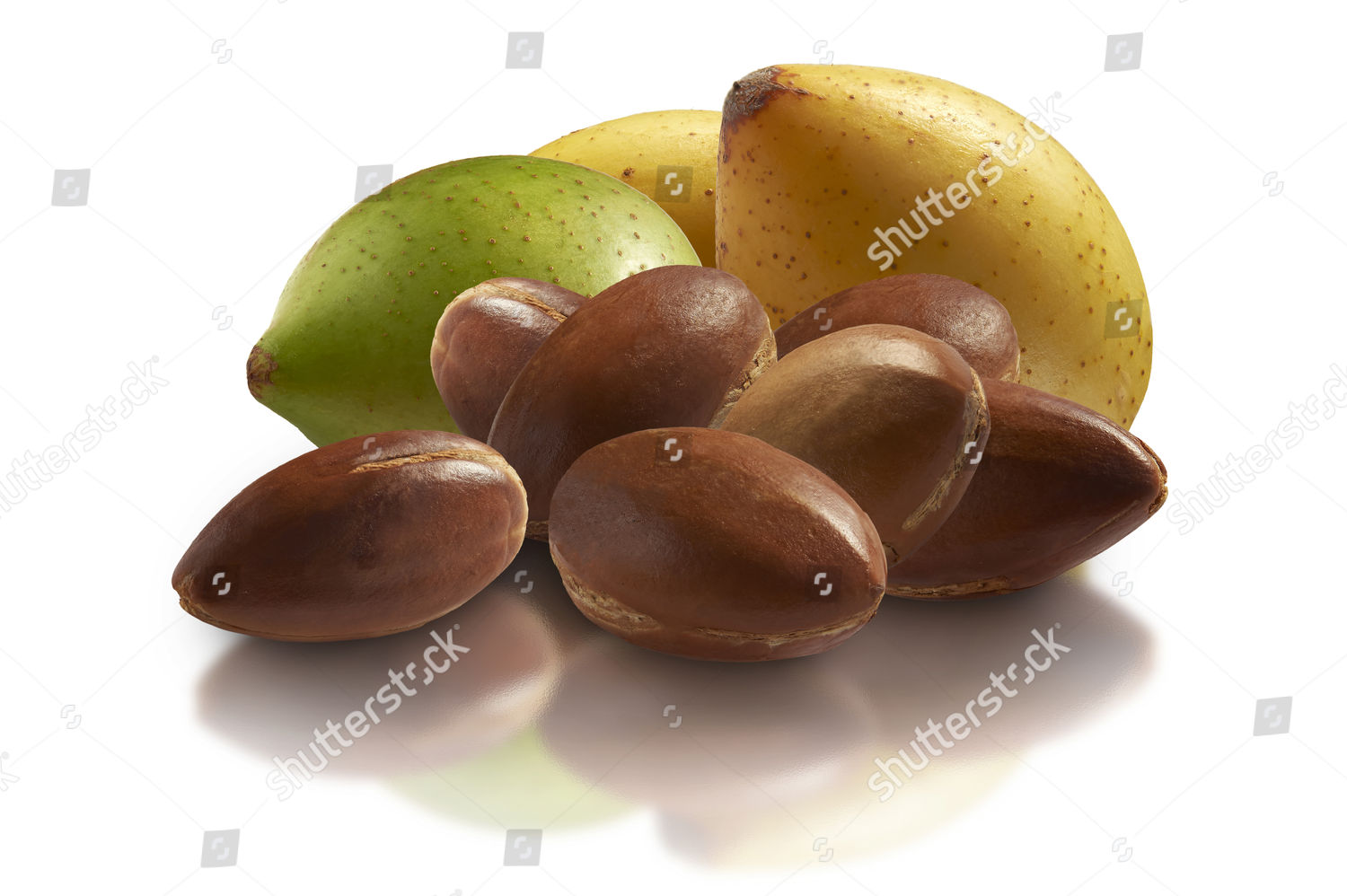 Fresh Argan Nuts Argania Spinosa Peeled Editorial Stock Photo - Stock ...