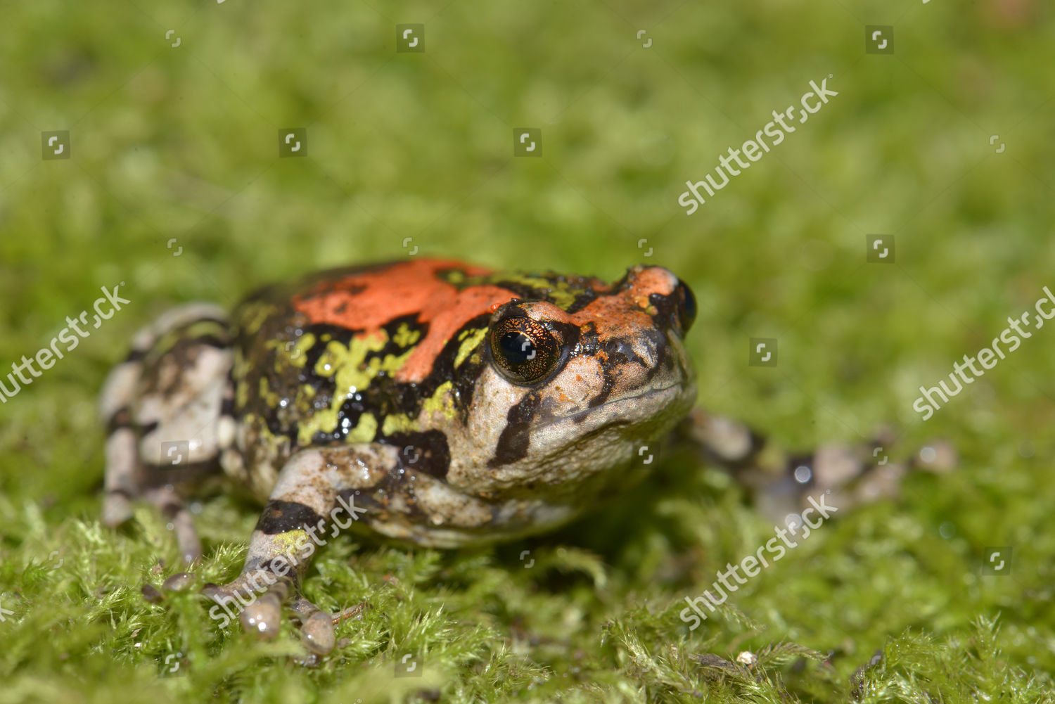 Gottlebes Narrowmouthed Frog Scaphiophryne Gottlebei Isalo Editorial ...