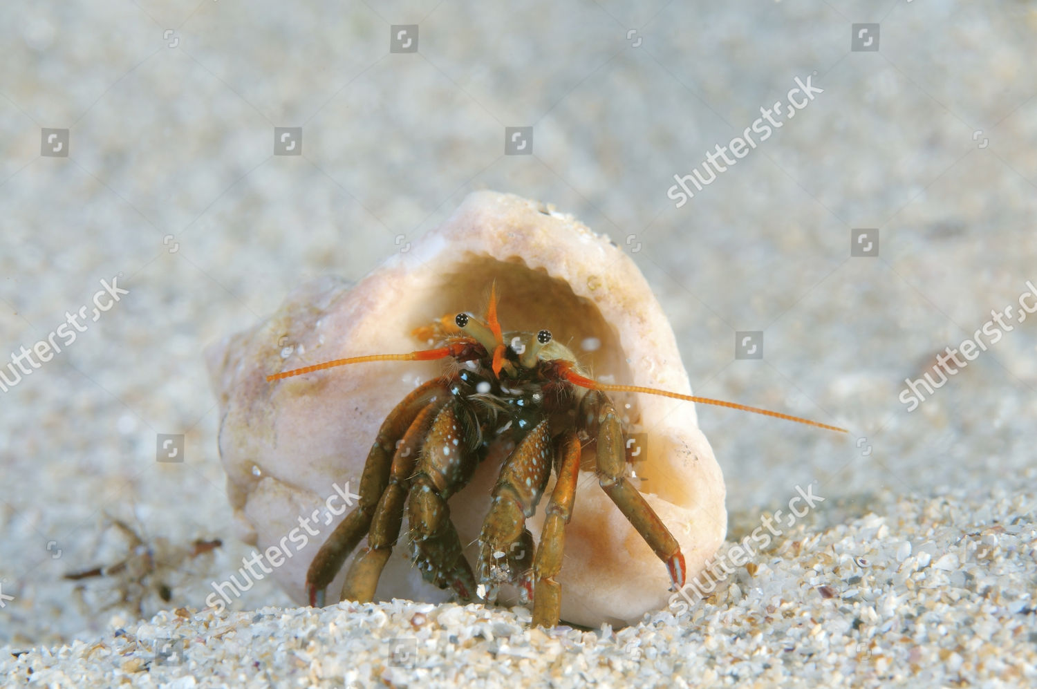Hermit Crab Clibanarius Erythropus Black Sea Editorial Stock Photo ...
