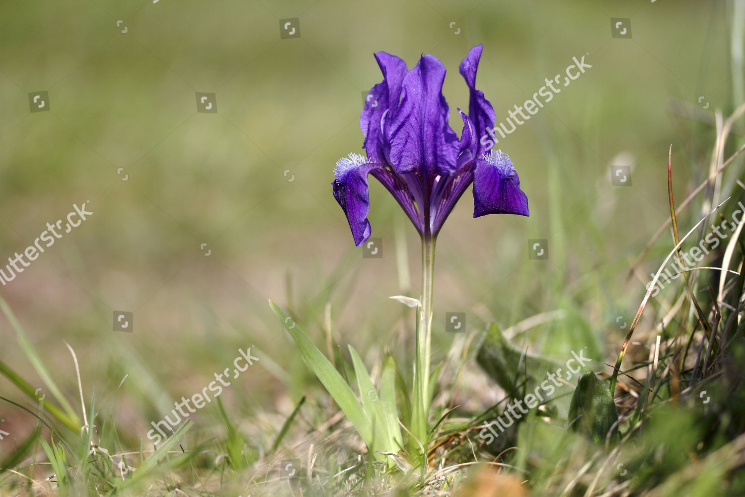 Dwarf Iris Iris Pumila Variety Blue Editorial Stock Photo - Stock Image ...