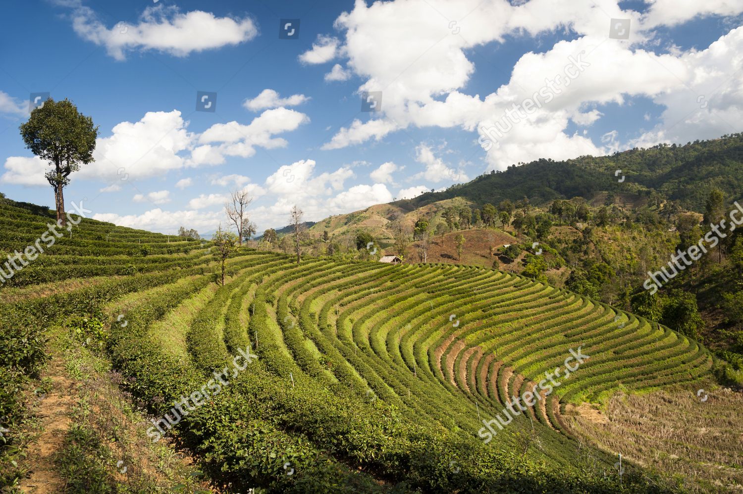 Oolong Tea Plantation Near Mea Salong Editorial Stock Photo - Stock ...