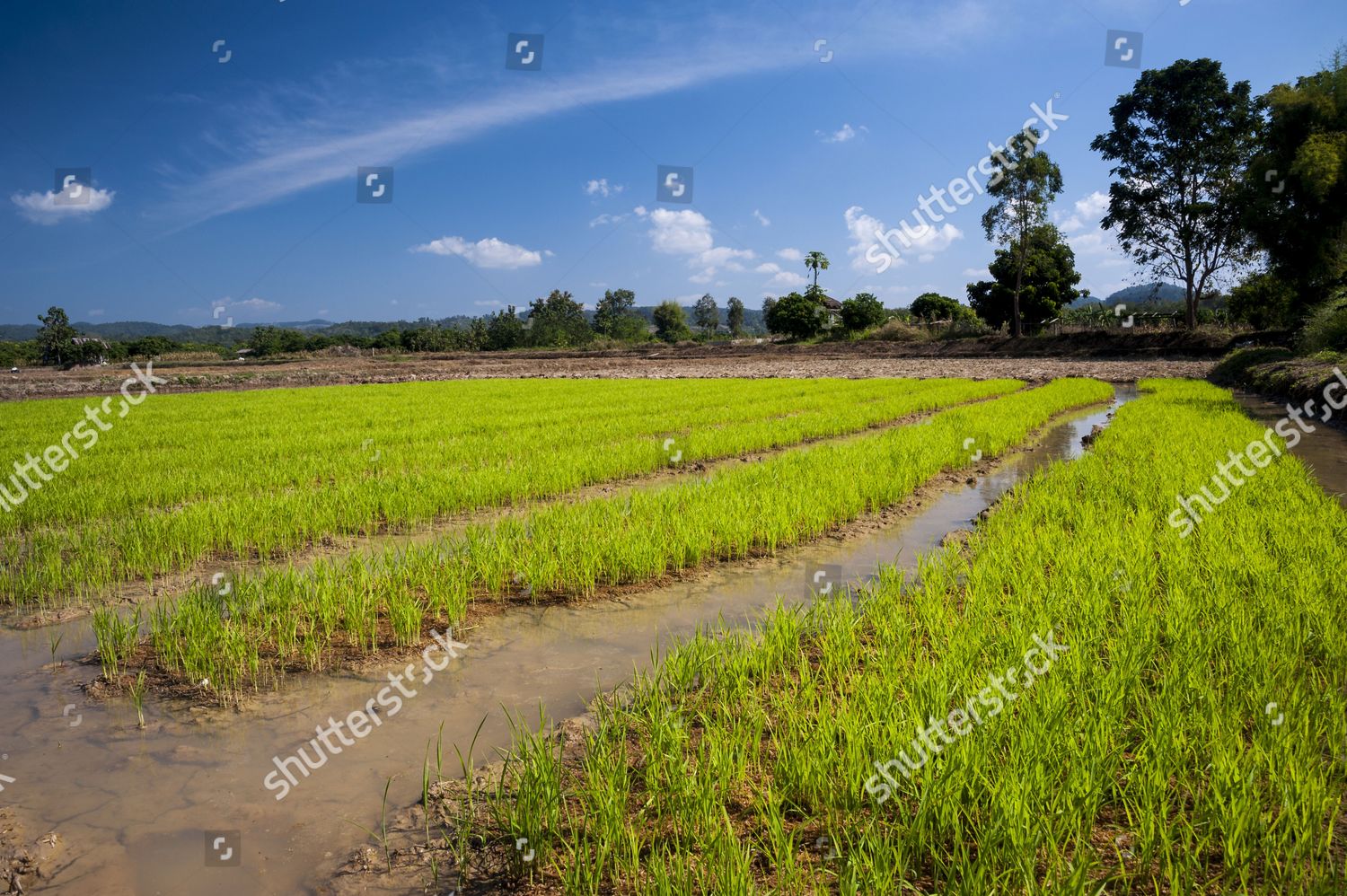 Rice Plants Water Rice Farming Rice Editorial Stock Photo - Stock Image ...