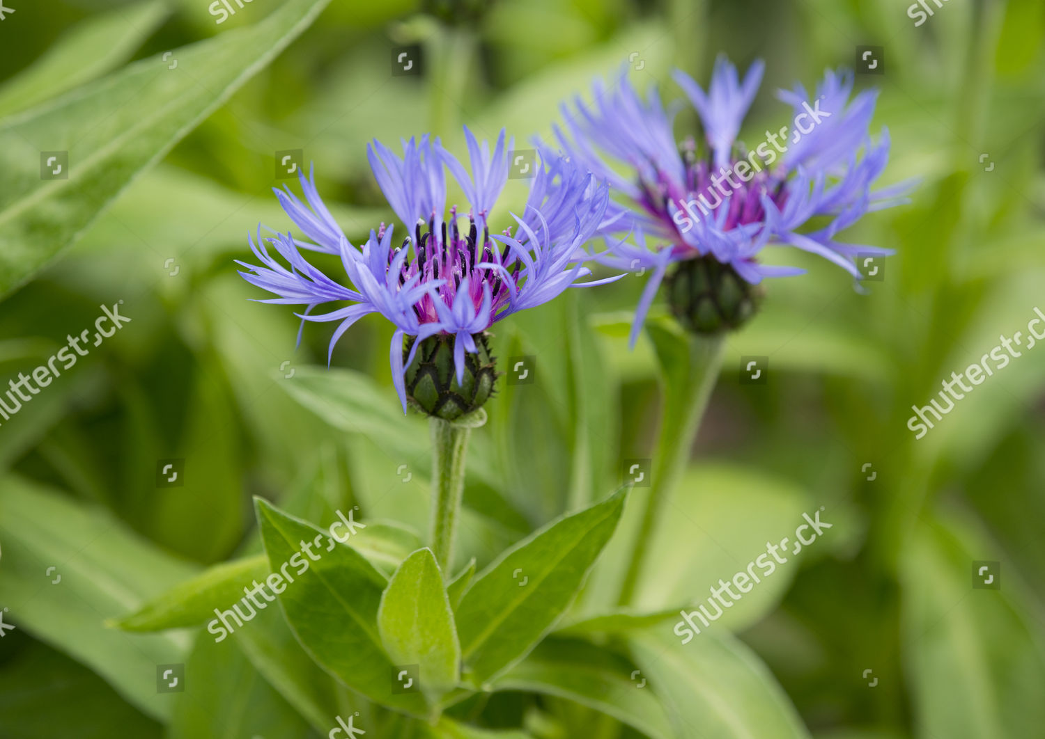 Mountain Knapweed Perennial Cornflower Bachelors Button Editorial Stock ...