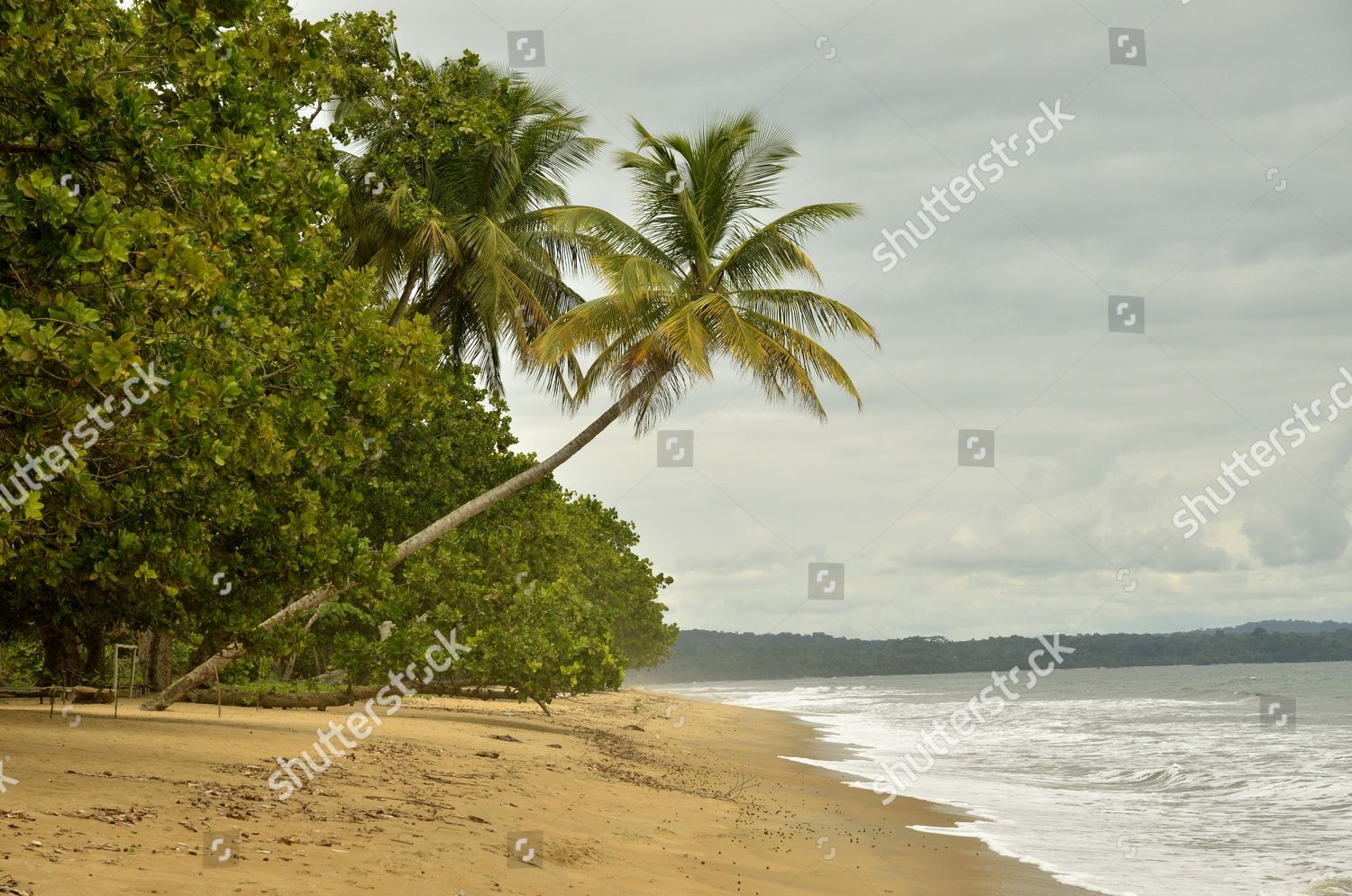 Palm Tree On Beach Kribi Cameroon Editorial Stock Photo - Stock Image ...