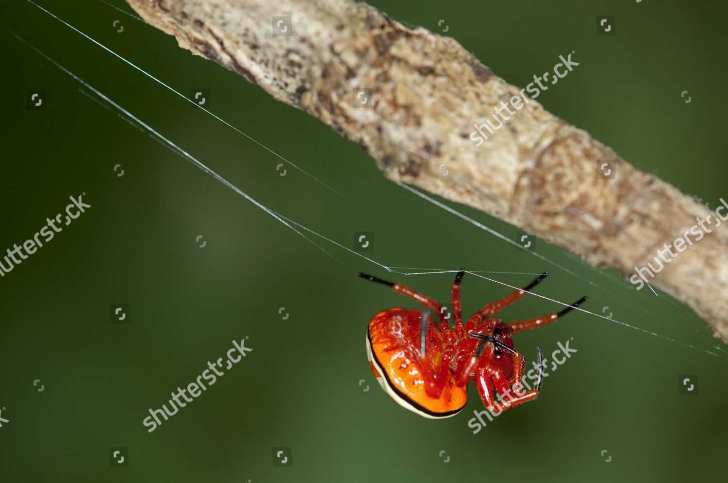 Bolas Spider Encyosaccus Sexmaculatus Orbweb Spider Editorial Stock ...