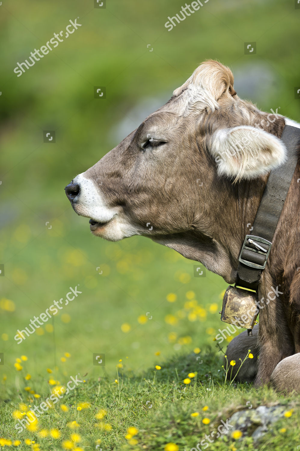 Tyrolean Brown Cattle Calf Ruminating Grawa Editorial Stock Photo ...