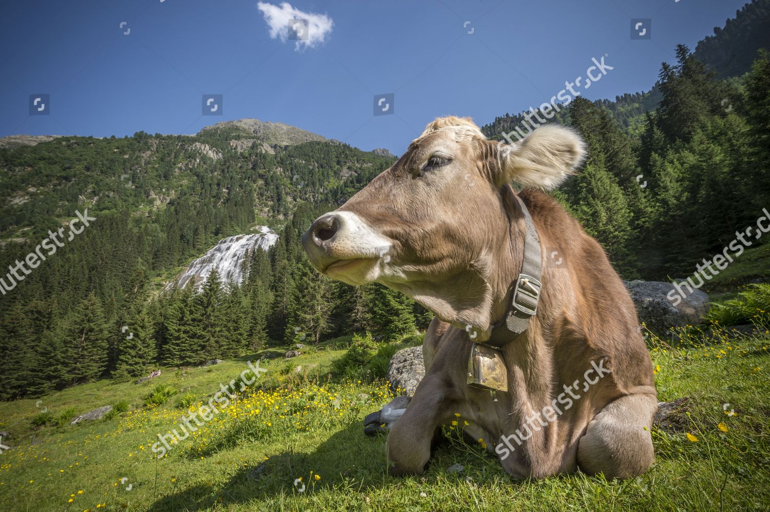 Tyrolean Brown Cattle Cow Without Horns Editorial Stock Photo - Stock ...