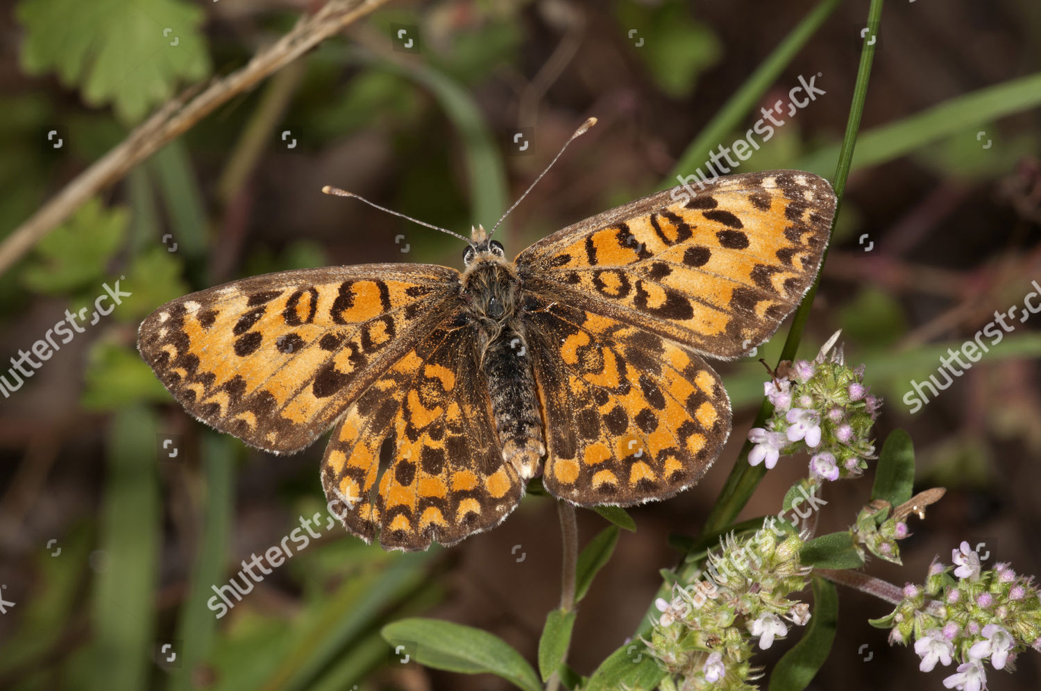 Lesser Spotted Fritillary Melitaea Trivia Basking Editorial Stock Photo ...