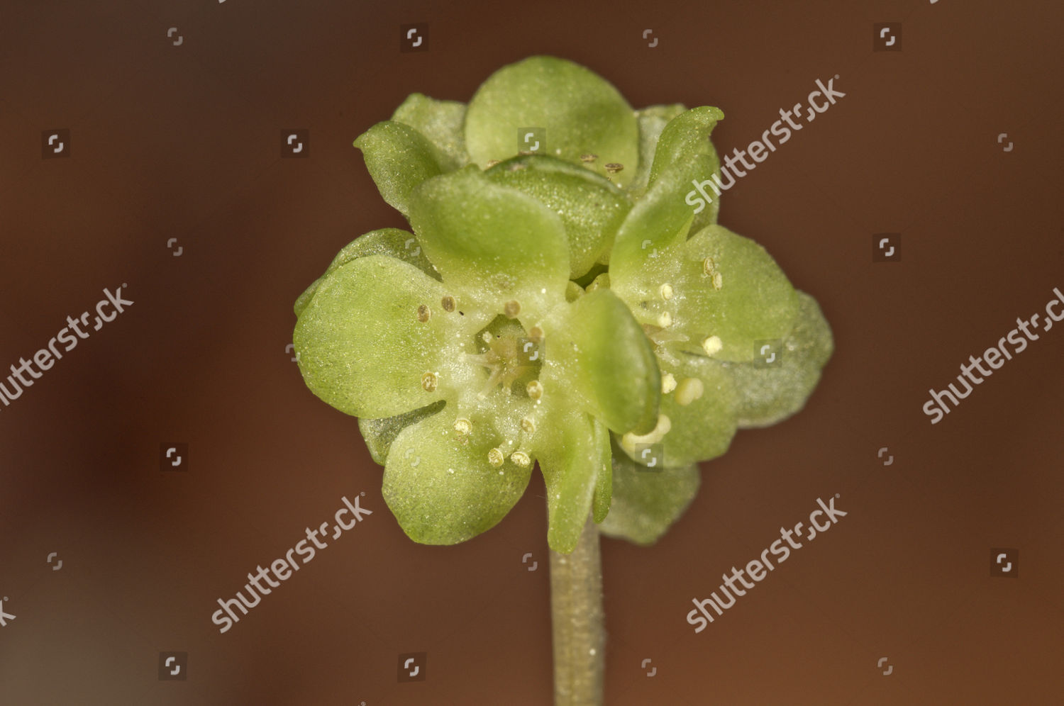 Moschatel Adoxa Moschatellina Flower Germany Editorial Stock Photo ...