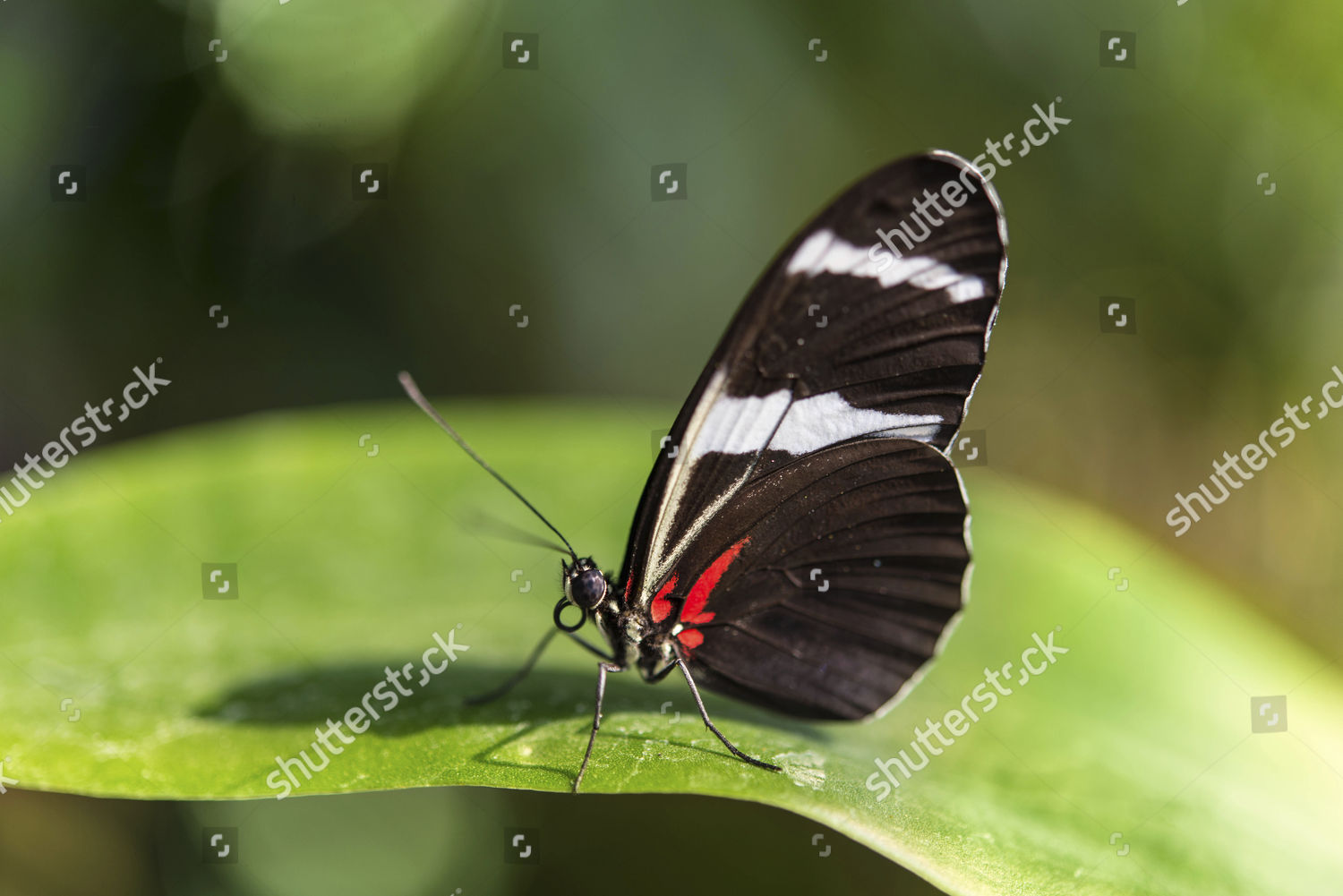 Cydno Longwing Heliconius Cydno Perched On Editorial Stock Photo ...
