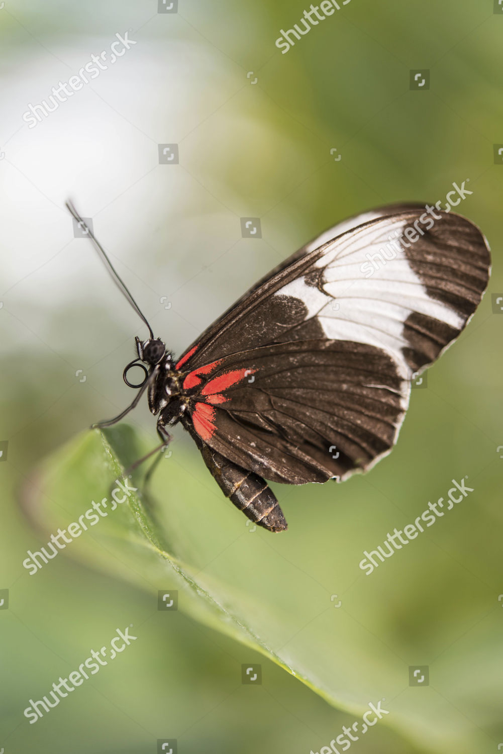 Doris Longwing Laparus Doris Captive Munich Editorial Stock Photo ...
