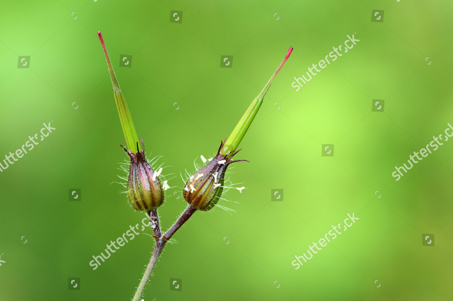 Bud Herb Robert Red Robin Death Editorial Stock Photo - Stock Image ...