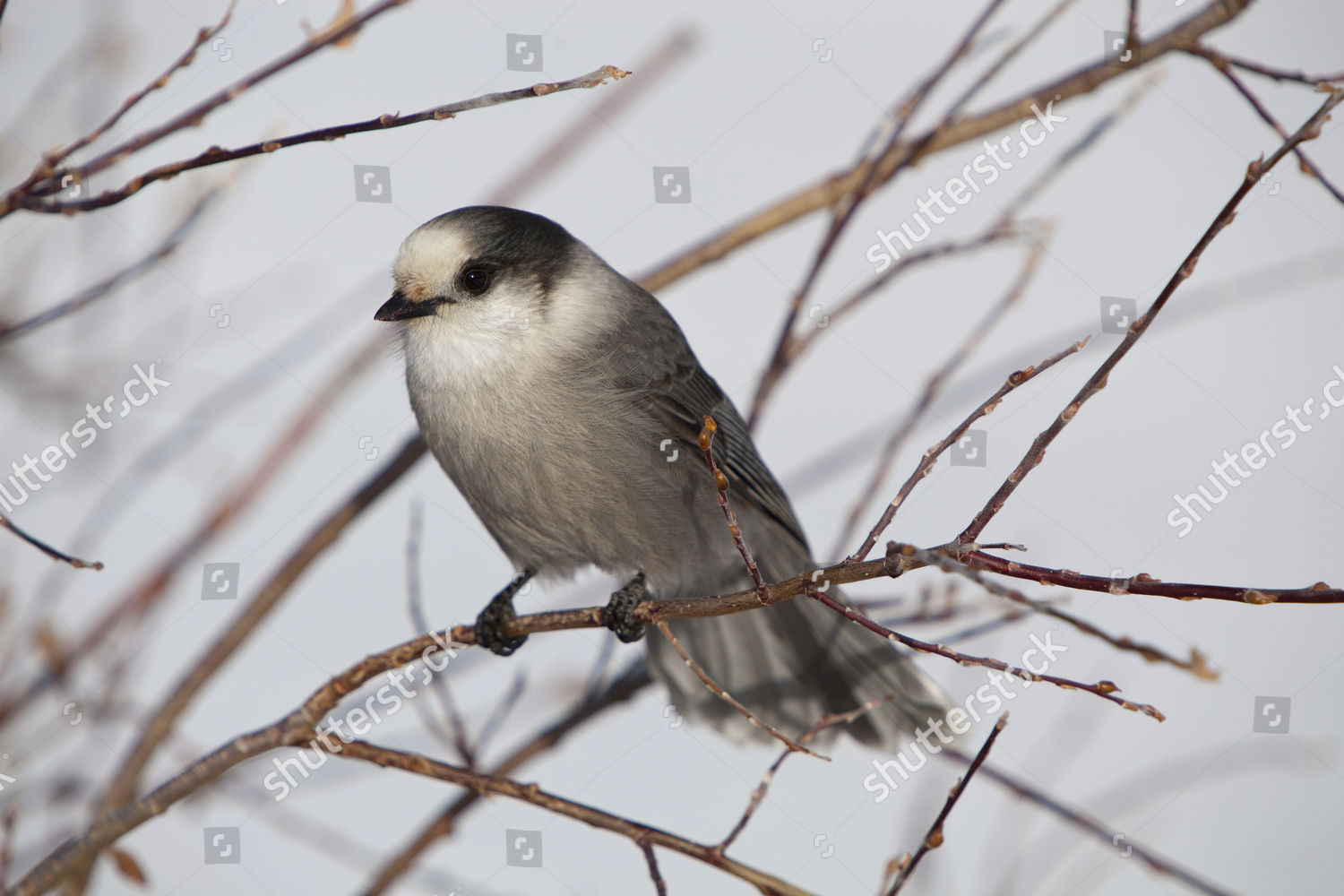 Gray Jay Grey Jay Canada Jay Editorial Stock Photo - Stock Image ...