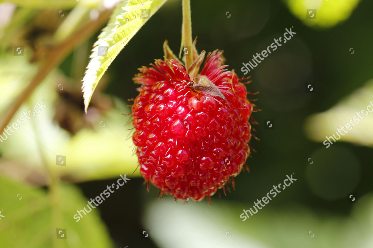Extremely Rare Endemic Hawaiian Raspberry Hawaiian Editorial Stock ...