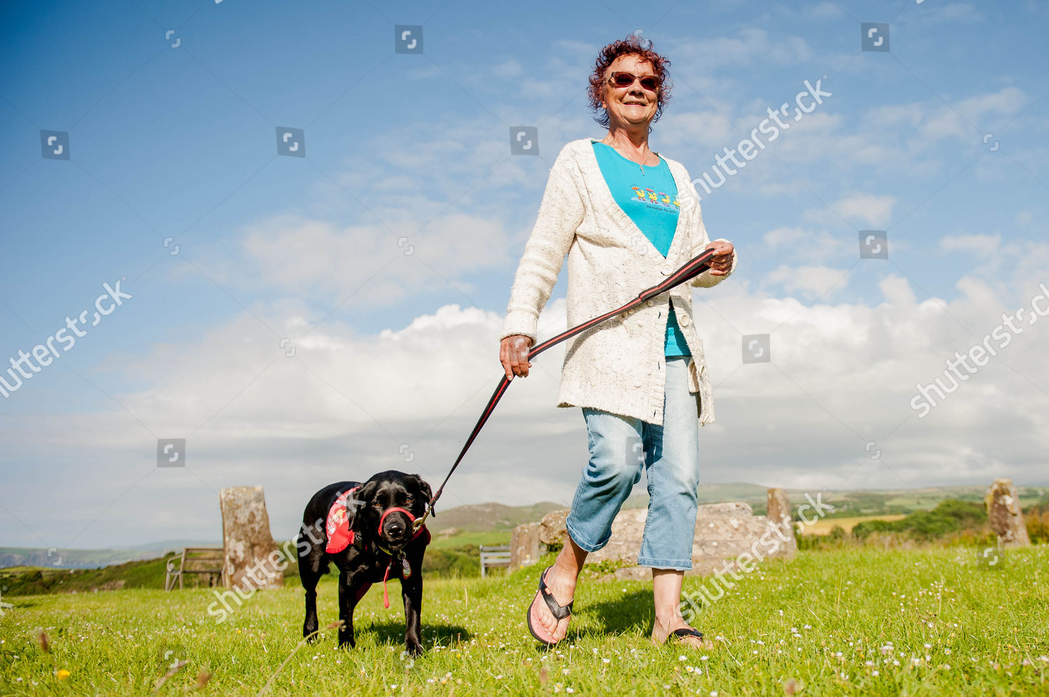 Elenor Clark Aster Dog Editorial Stock Photo - Stock Image | Shutterstock