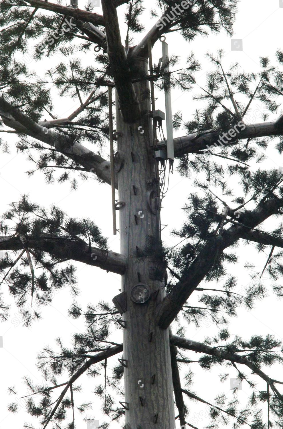Mobile Phone Mast Disguised Tree Sited Editorial Stock Photo - Stock ...