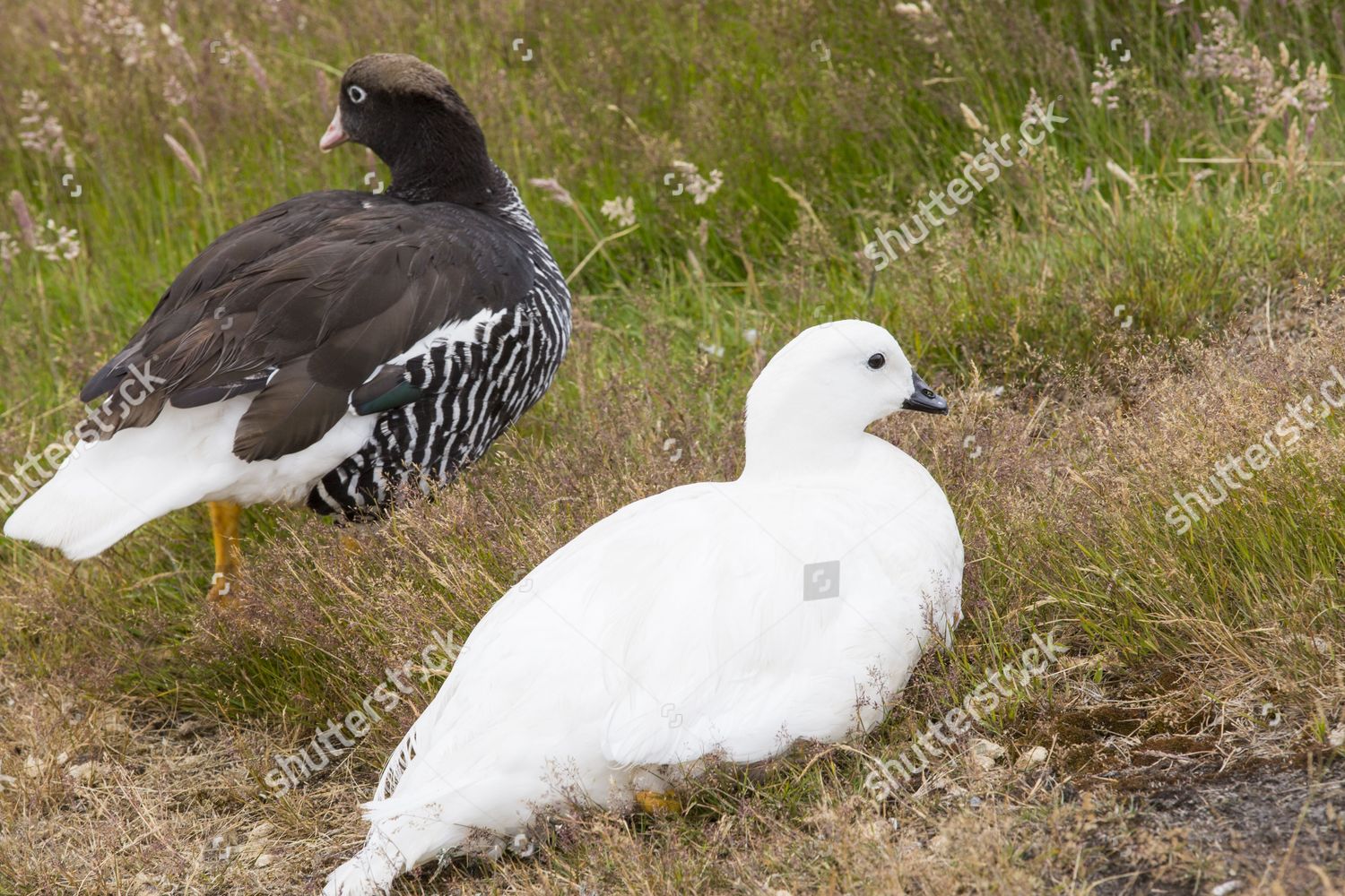 Pair Kelp Goose Chloephaga Hybrida Gypsy Editorial Stock Photo - Stock ...