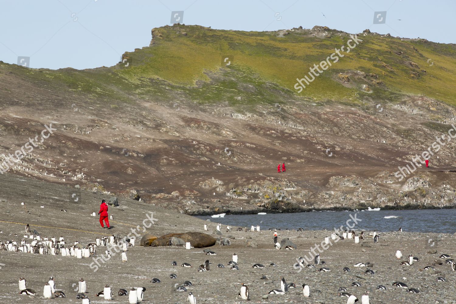 Antarctica Has Only Two Native Species Editorial Stock Photo - Stock ...