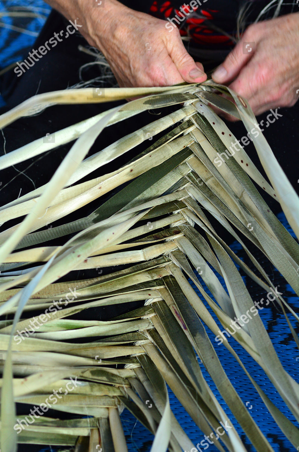Maori Woman Weaving Traditional Maori Woven Editorial Stock Photo ...