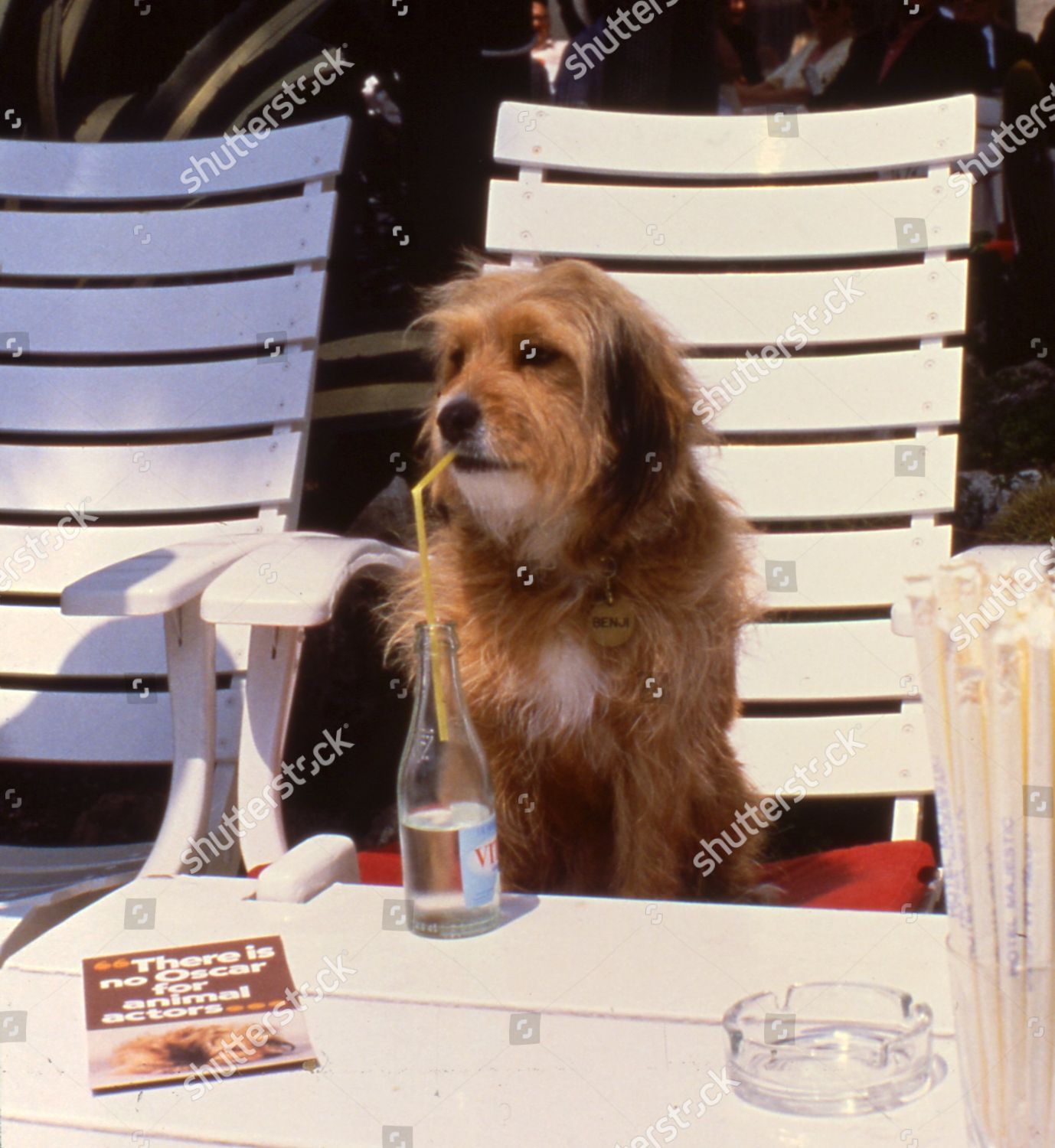 Benji Dog Editorial Stock Photo - Stock Image | Shutterstock