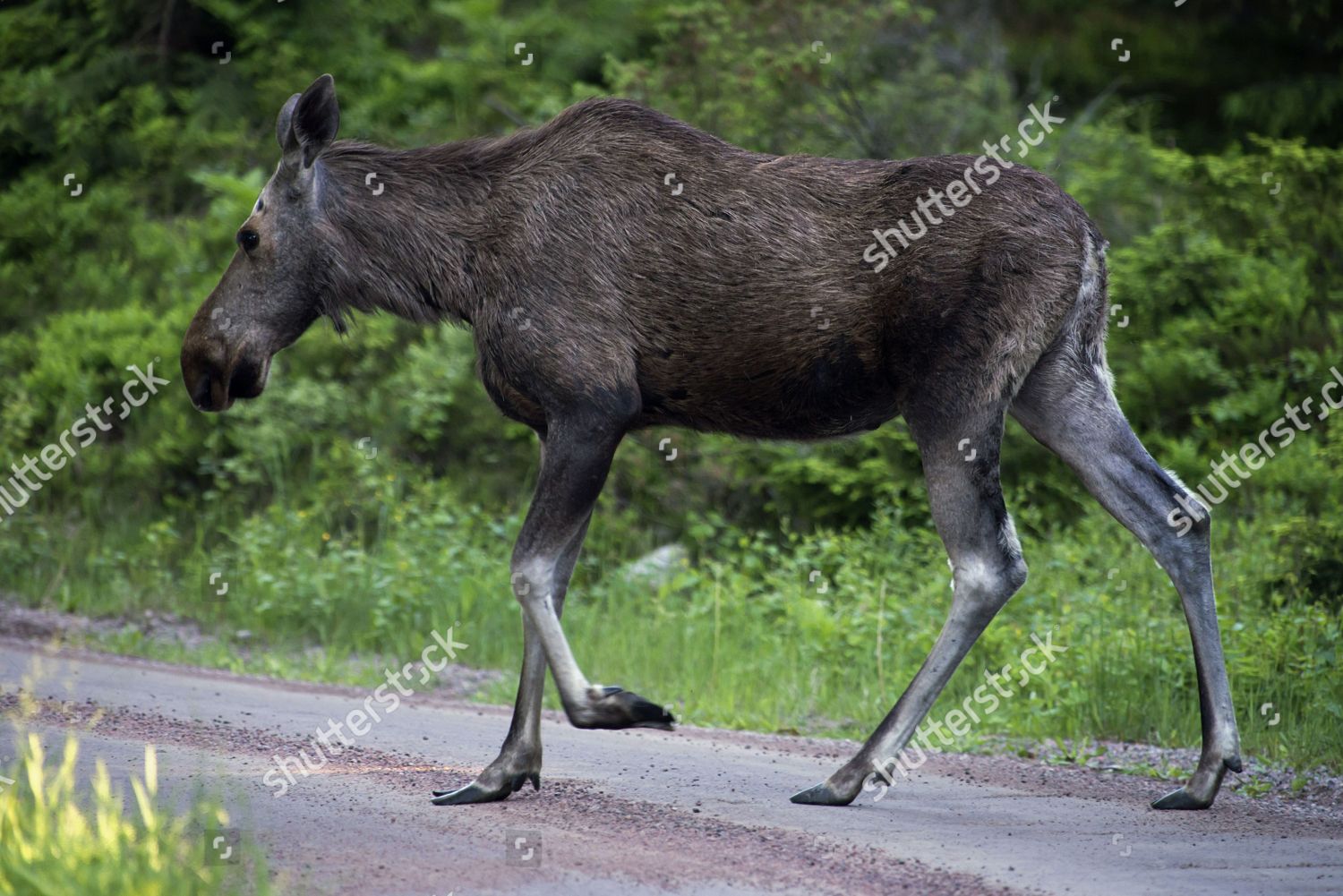 Eurasian Elk Crossing Road Editorial Stock Photo - Stock Image ...