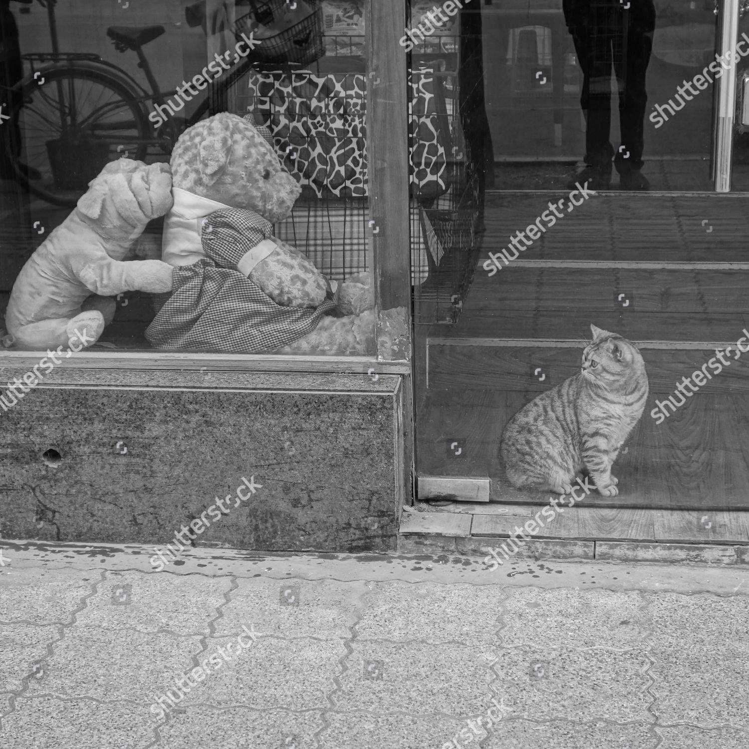 Cat Chengdu Sichuan Province China Editorial Stock Photo - Stock Image ...