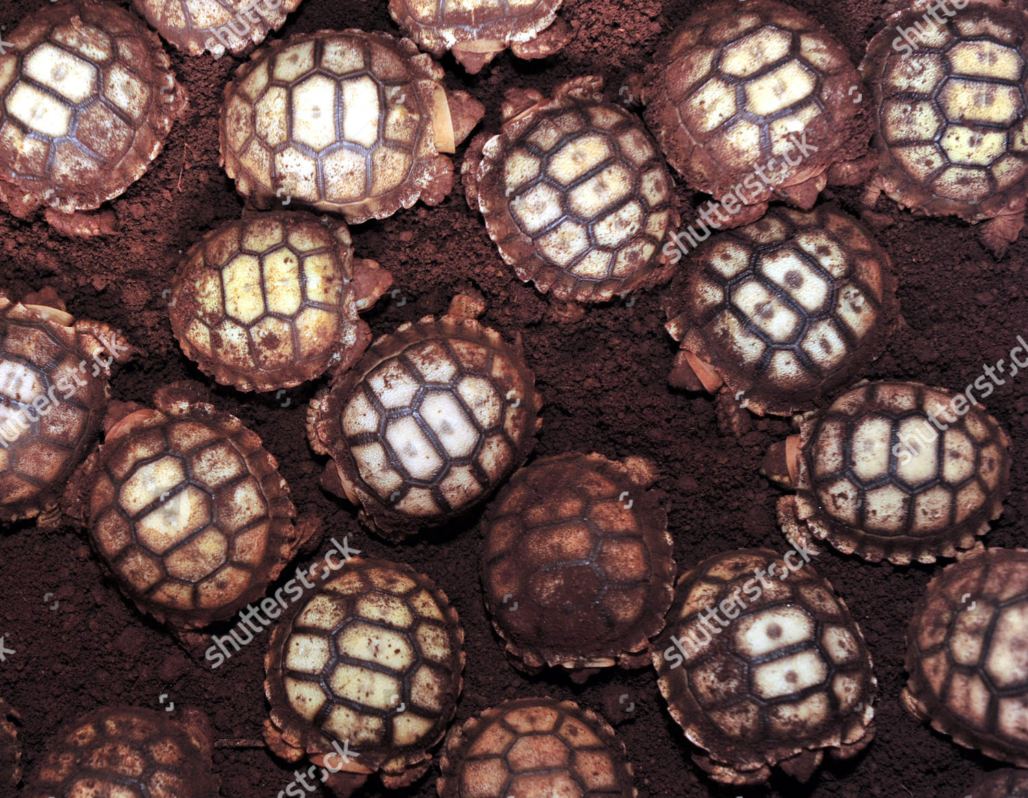 Sulcata Tortoise Centrochelys Sulcata Hatchlings Chelonian Editorial ...