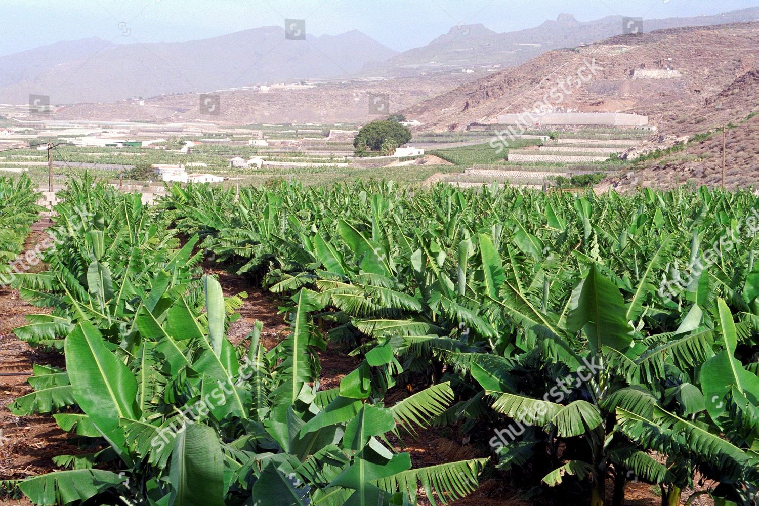 Crops Growing On Alcala On South Editorial Stock Photo - Stock Image ...