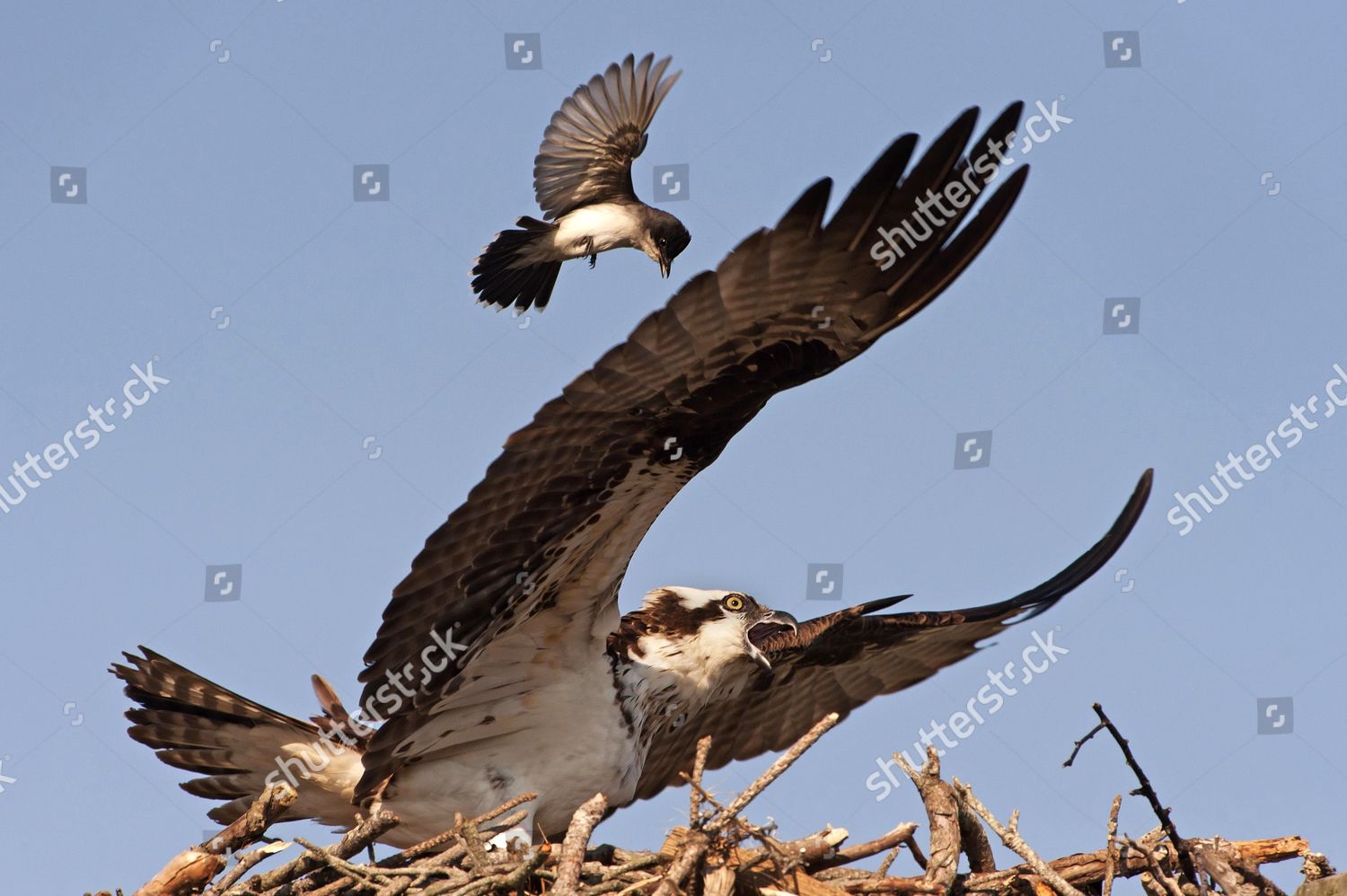 Kingbird Attacking Osprey Editorial Stock Photo - Stock Image ...