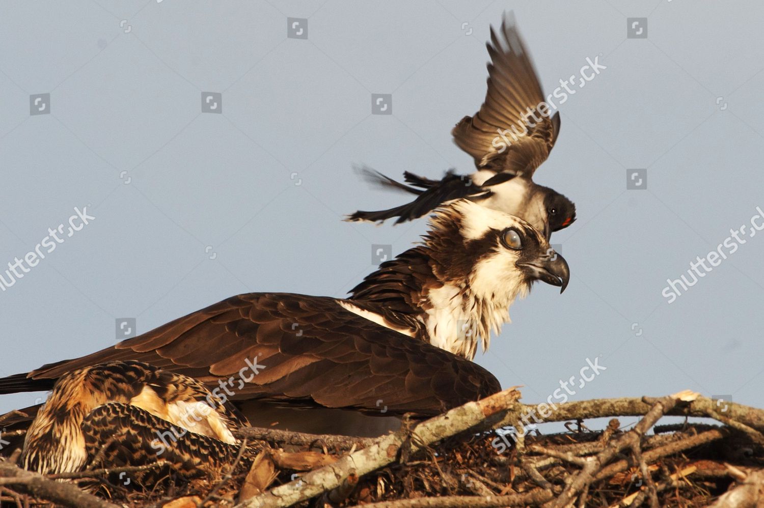 Kingbird Attacking Osprey Editorial Stock Photo - Stock Image ...