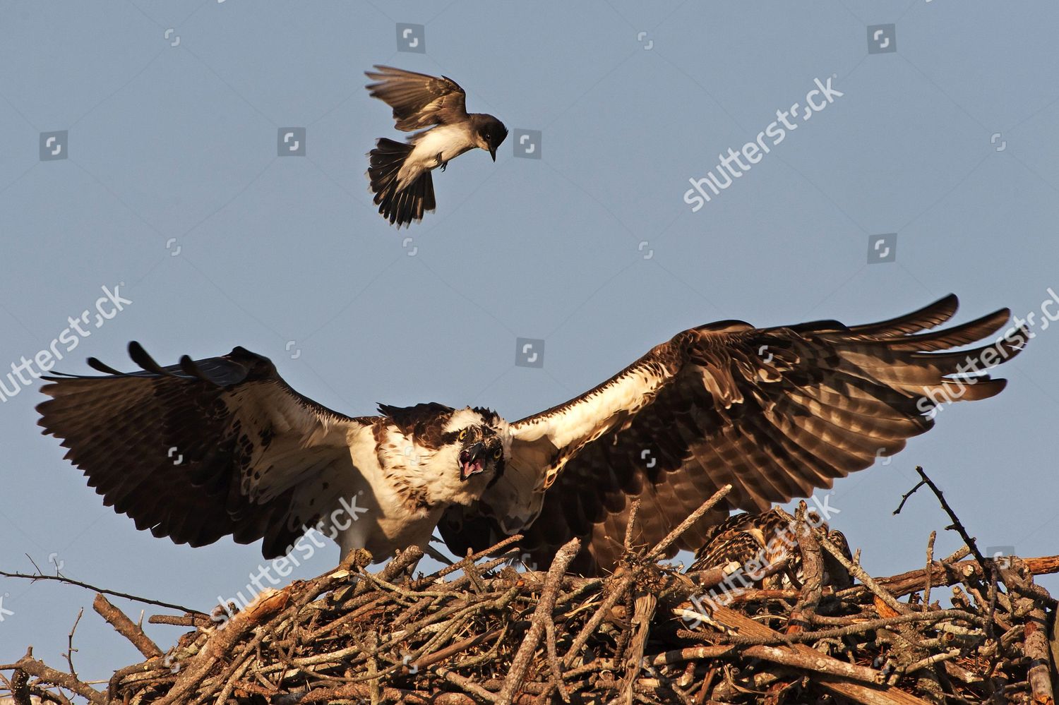 Kingbird Attacking Osprey Editorial Stock Photo - Stock Image ...