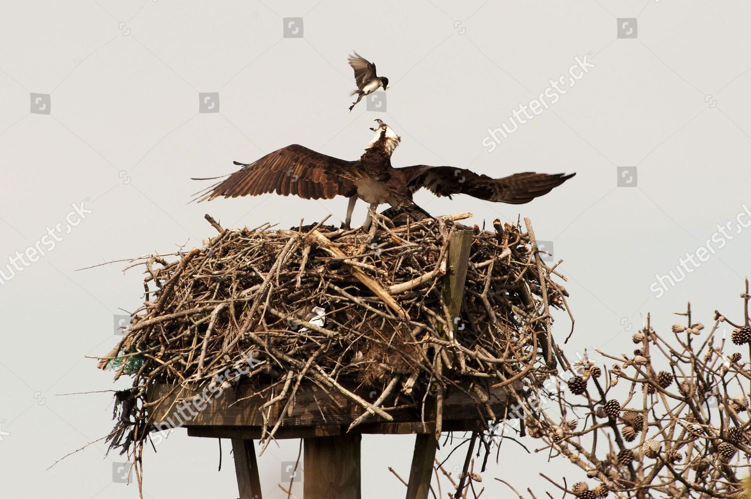 Kingbird Attacking Osprey Editorial Stock Photo - Stock Image ...