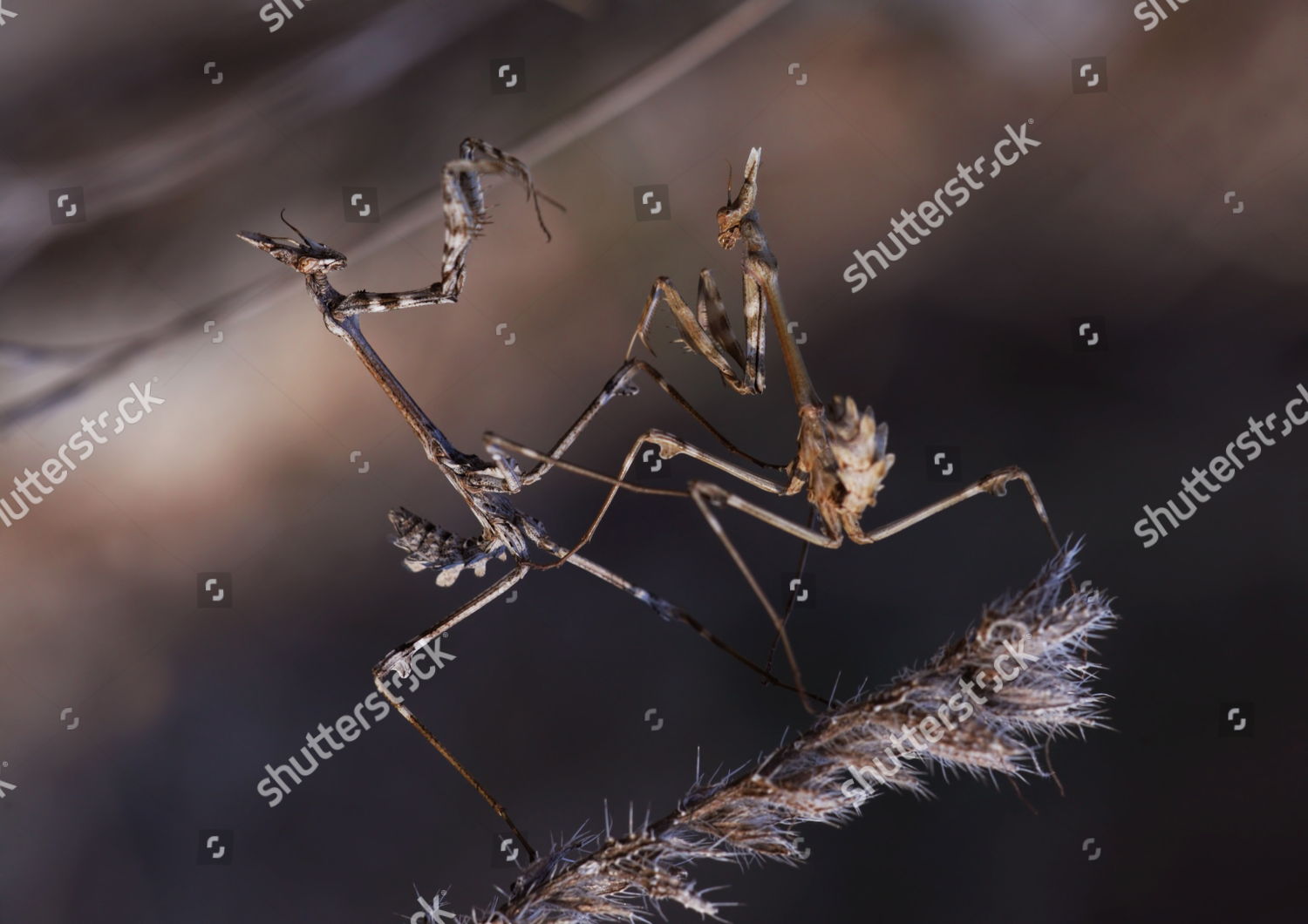 Praying Mantises Fighting Editorial Stock Photo - Stock Image ...